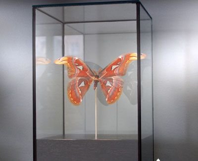 How to create a butterfly display case | Publications - Tips