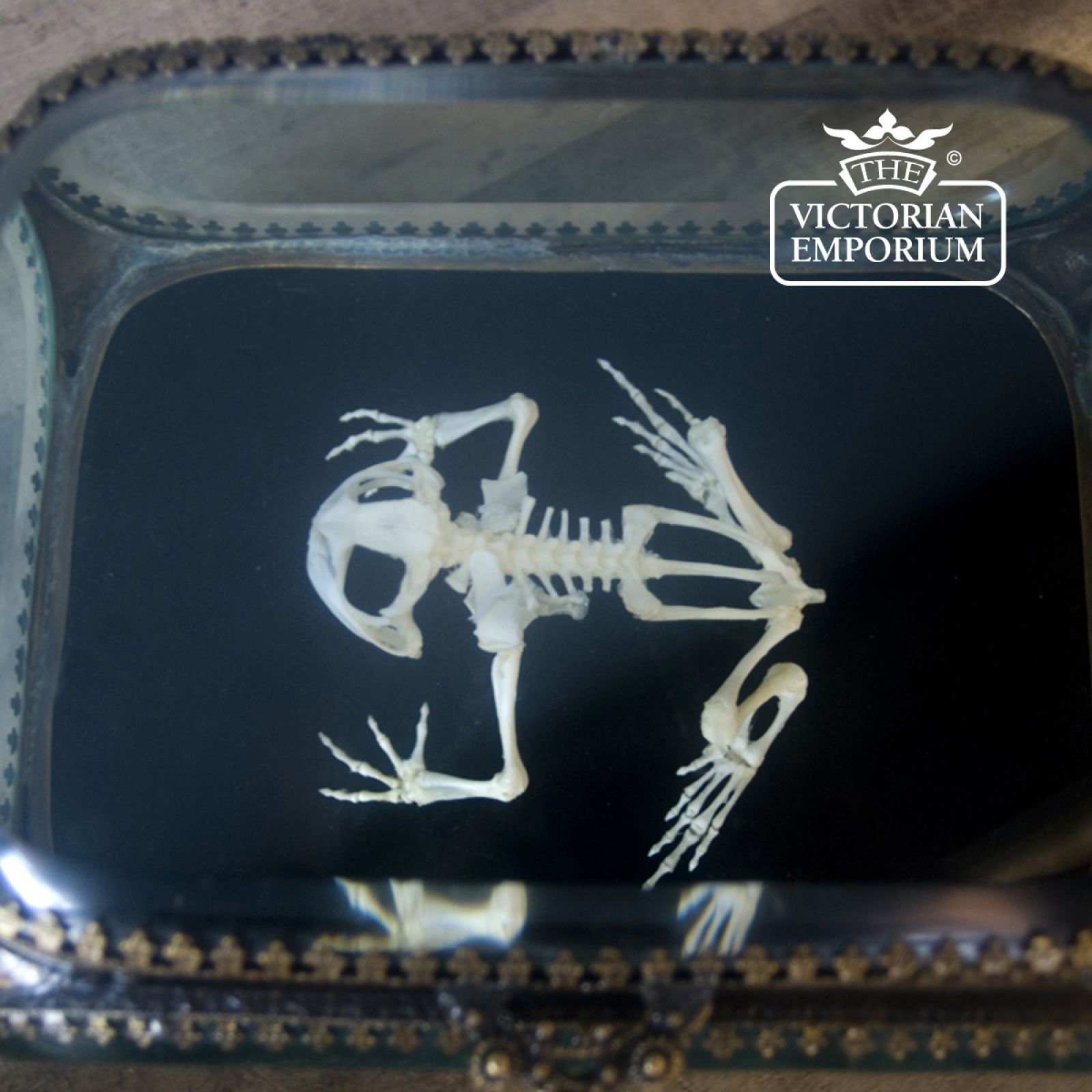Frog skeleton in glass box | Natural Curiosities