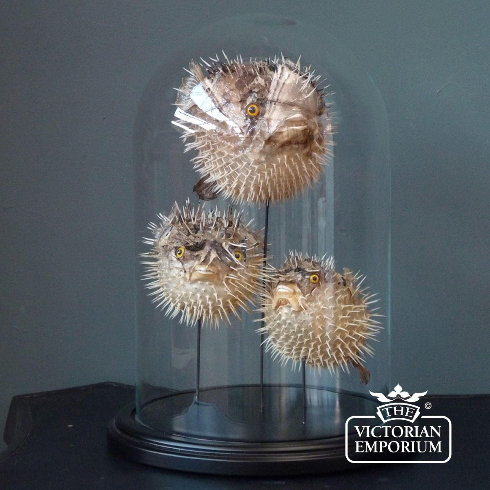 Three puffafish in display case | Natural Curiosities