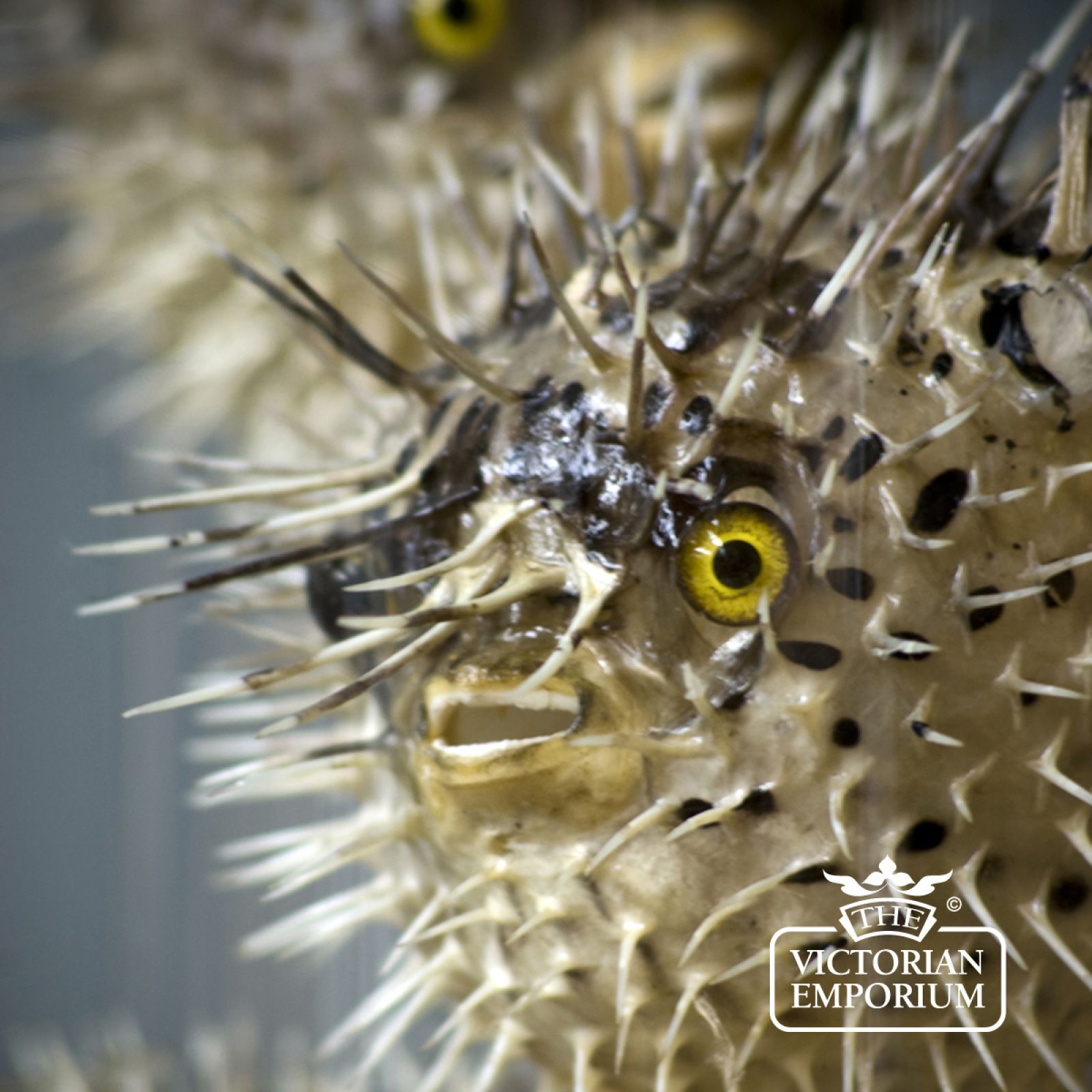 Three puffafish in display case | Natural Curiosities